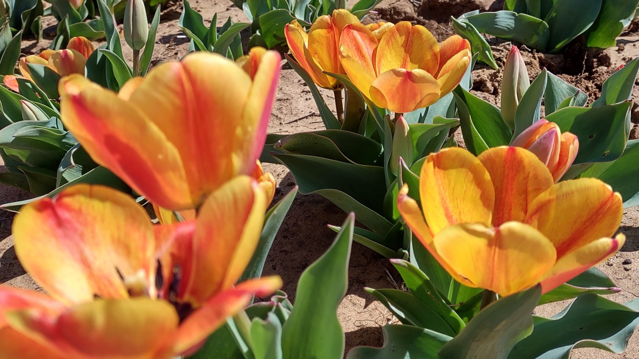 Roadside Stop: Pick Your Own Tulip Farm in North Texas - Field Trip Texas