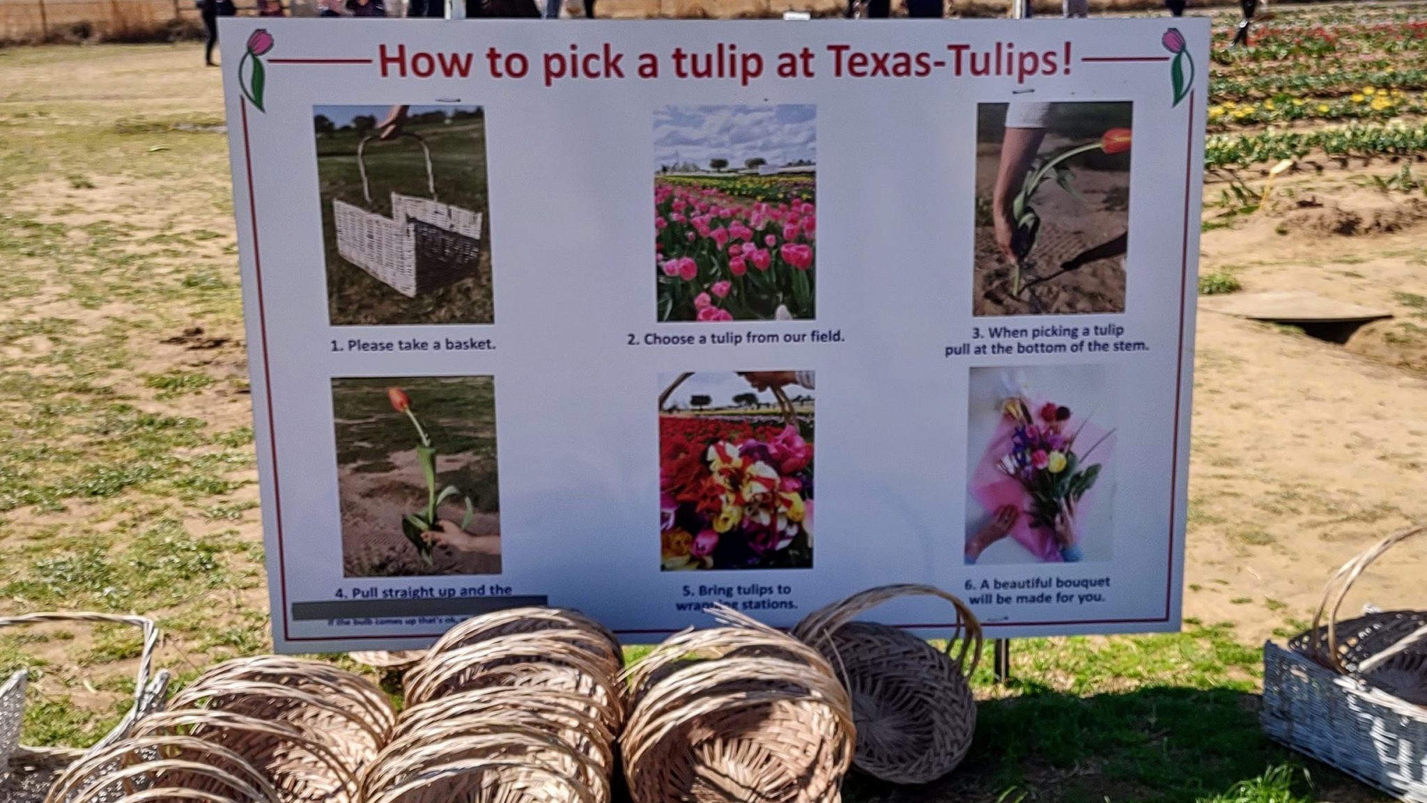 Roadside Stop: Pick Your Own Tulip Farm in North Texas - Field Trip Texas
