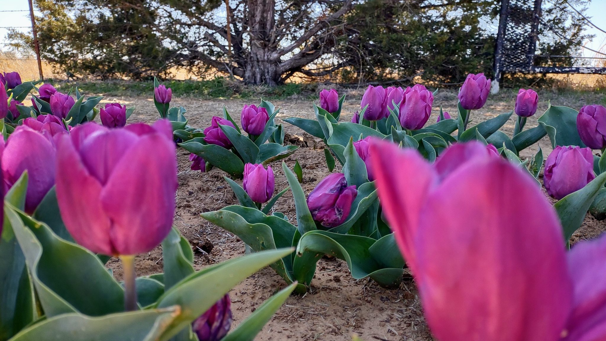 Roadside Stop: Pick Your Own Tulip Farm in North Texas - Field Trip Texas