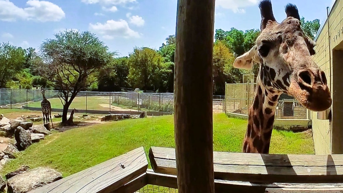 Waco Zoo Shows Off 52 Acres of Natural Habitats | Cameron Park Zoo ...