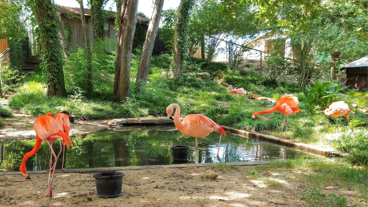 Escape to the Wild at a Charming Small-Town Zoo | Gainesville, TX ...